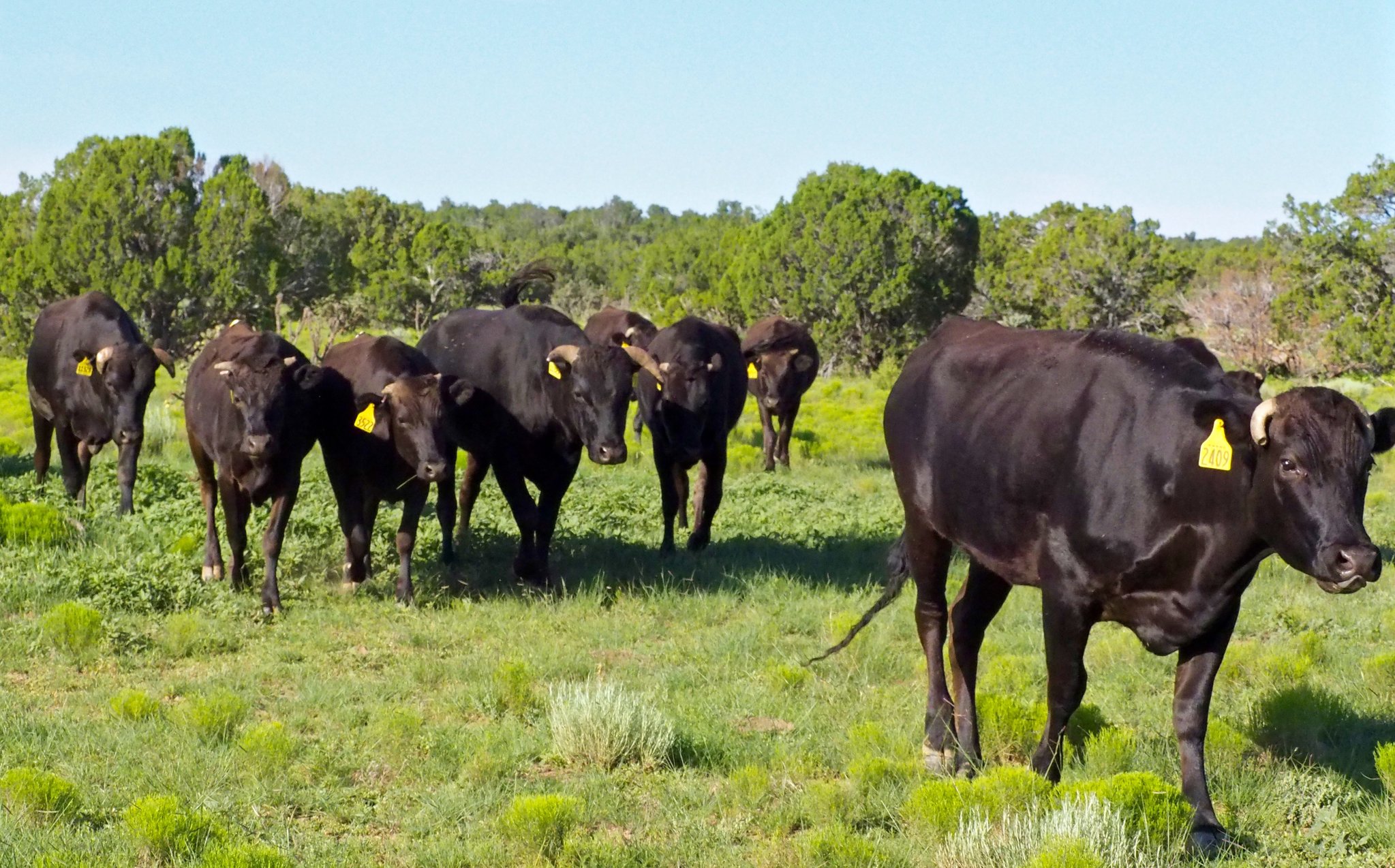 New AI Technology Allows Farmers to Easily Identify Individual Wagyu ...