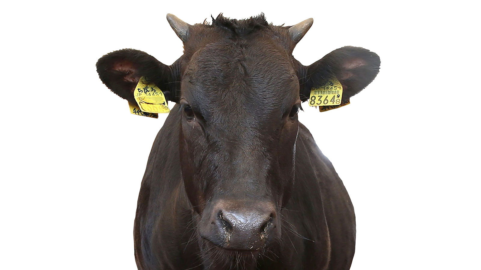 "Big Three" Wagyu Beef Producing Regions of Japan - Japan Insider