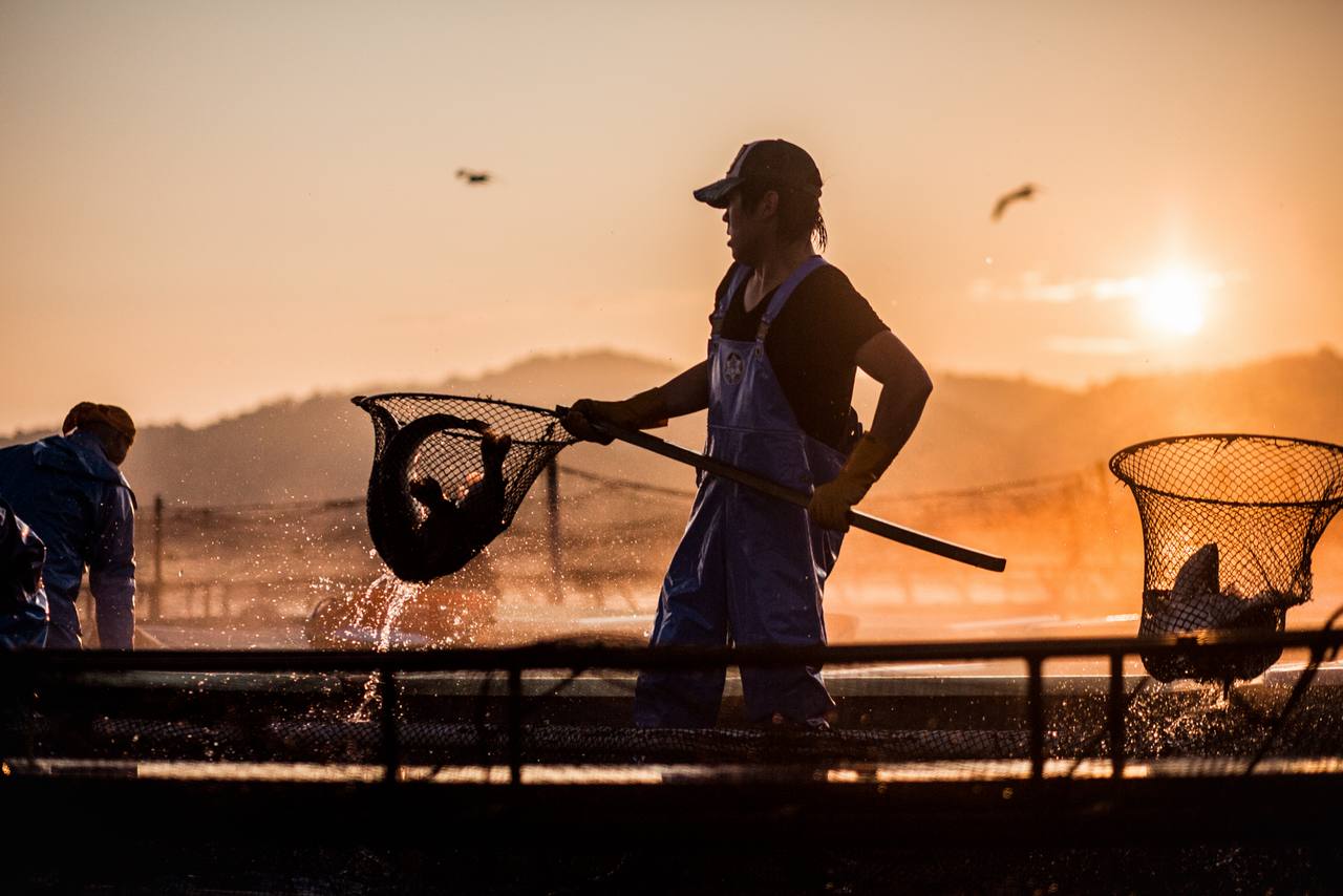 Japanese Apply Famous Kaizen Process to Produce Square Fish - Japan Insider