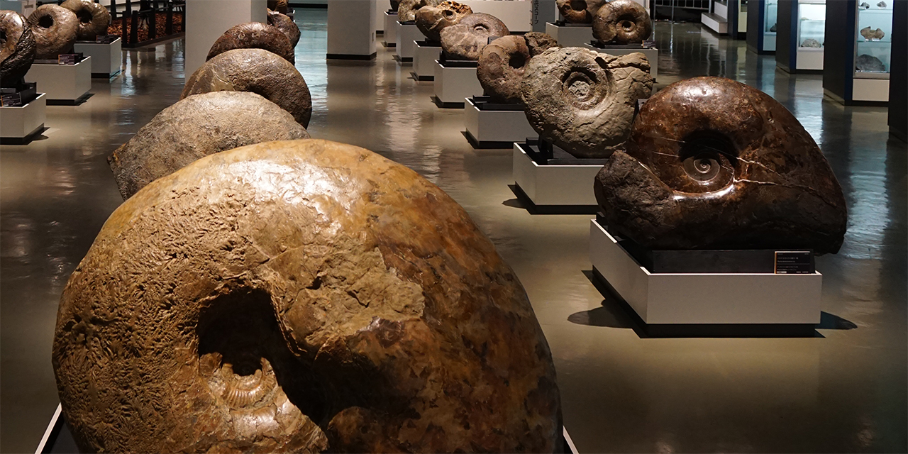 Japan to Open the First Pokemon "Fossil" Museum - Japan Insider