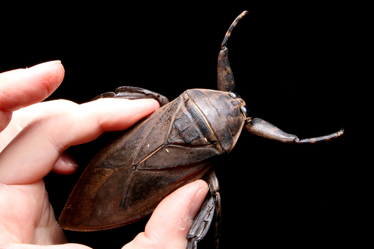 Japan's Newest Water Bug Insect Sour is a Must-Try for Thrill Seekers