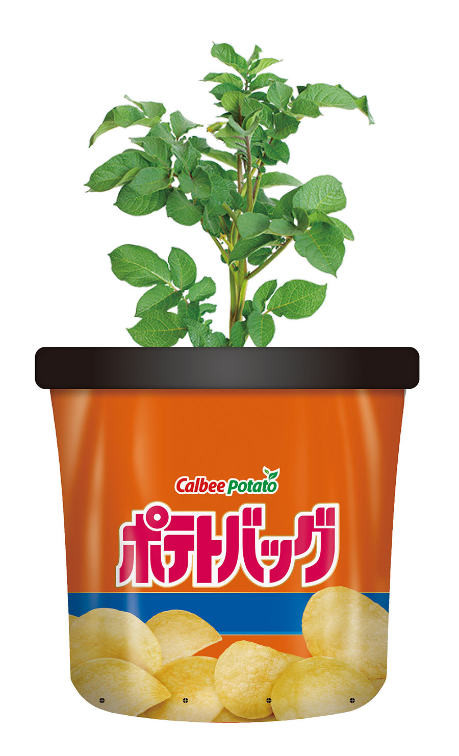 Grow Your Own Sustainable Potato Chips with Calbee