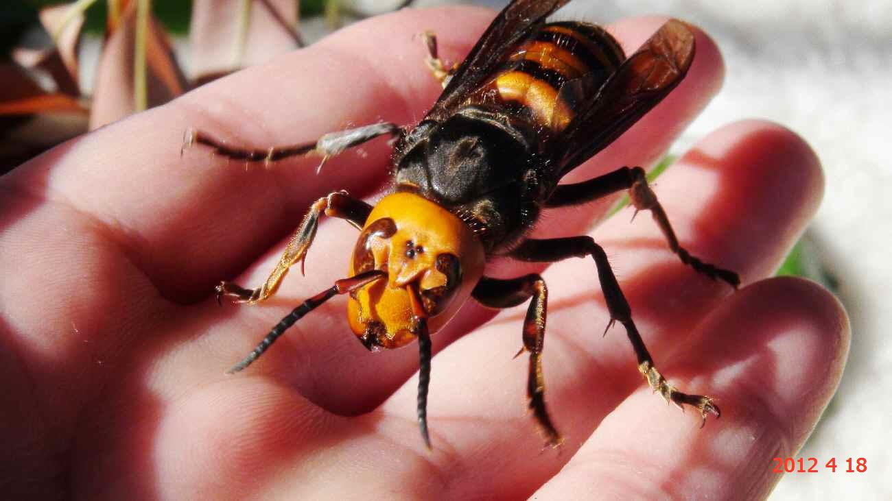 Researchers Discover Way to Control Japanese Murder Hornet Population