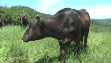"Big Three" Wagyu Beef Producing Regions of Japan - Japan Insider